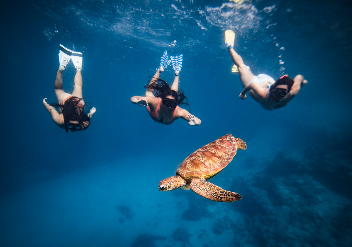 Cook Islands Family Turtle tours - charlottepiho.com