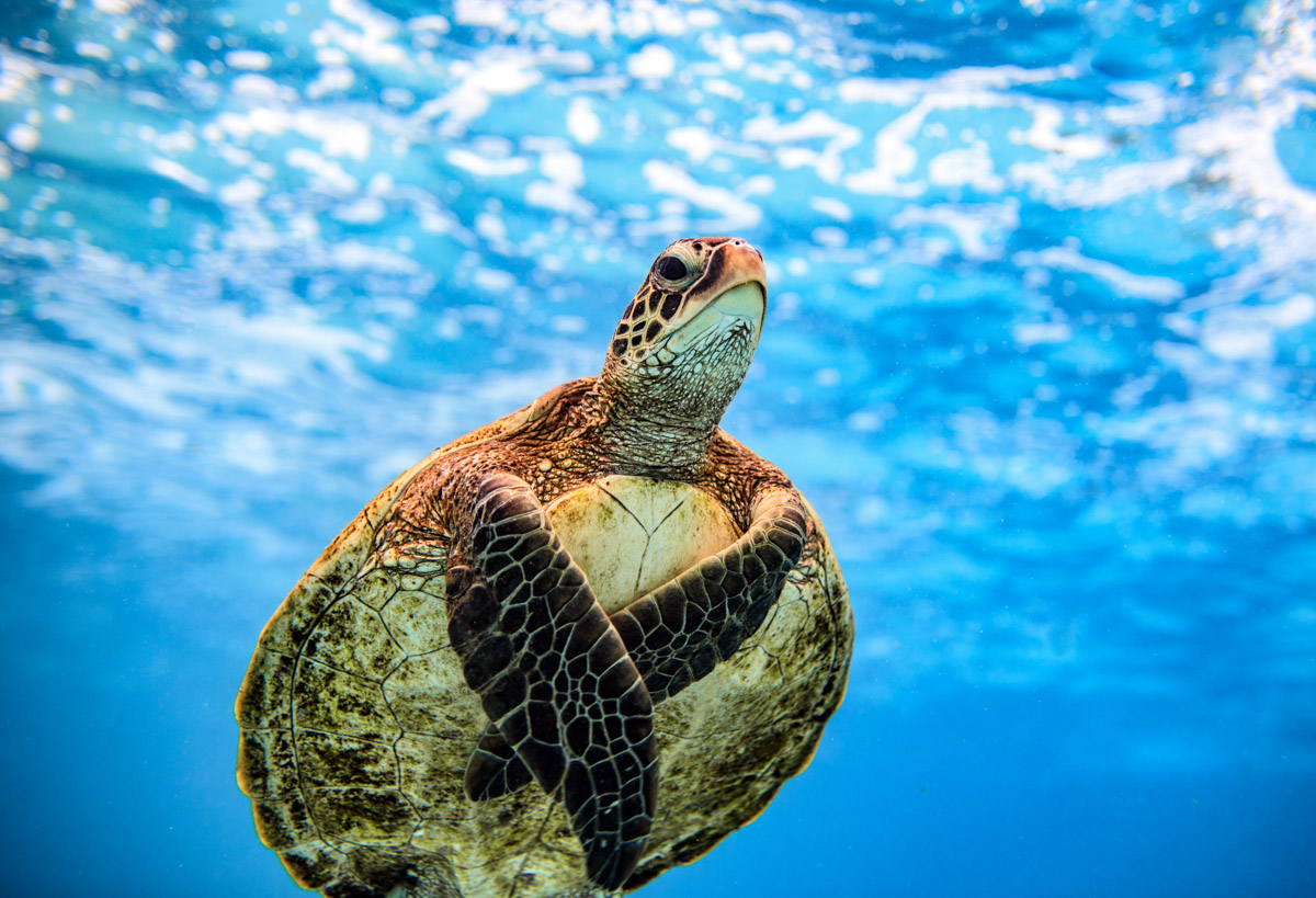 Turtle Cuddles - charlottepiho.com