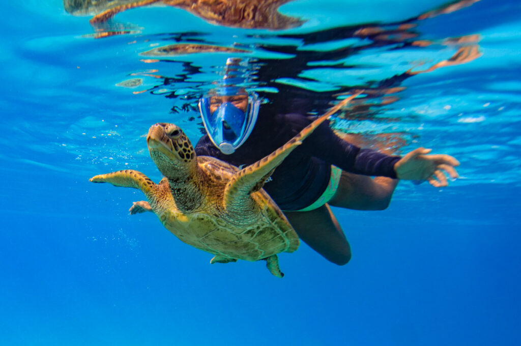 Swimming with Turtles Cook Islands - 10 reasons why you have to ...