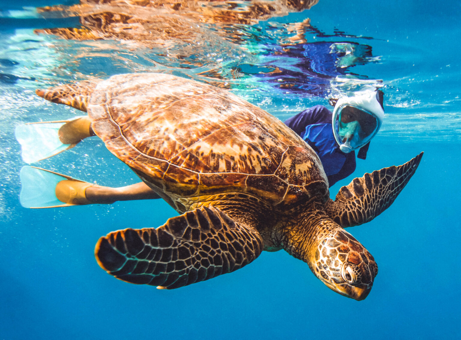 Swimming with Turtles Cook Islands - 10 reasons why you have to ...