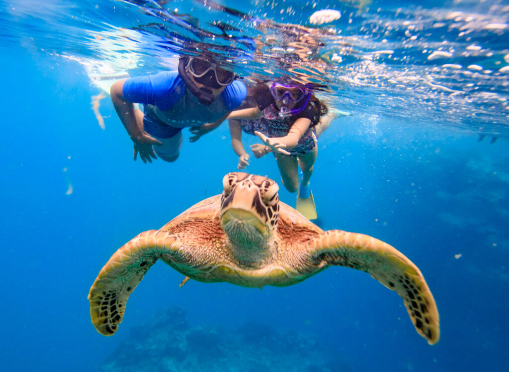 Swimming with Turtles Cook Islands - 10 reasons why you have to ...