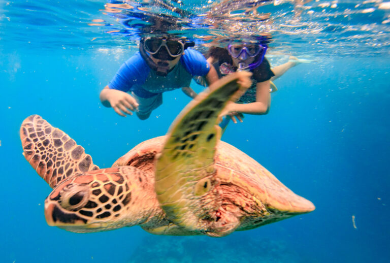 Swimming with Turtles Cook Islands - 10 reasons why you have to ...