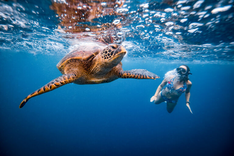 Swimming with Turtles Cook Islands - 10 reasons why you have to ...