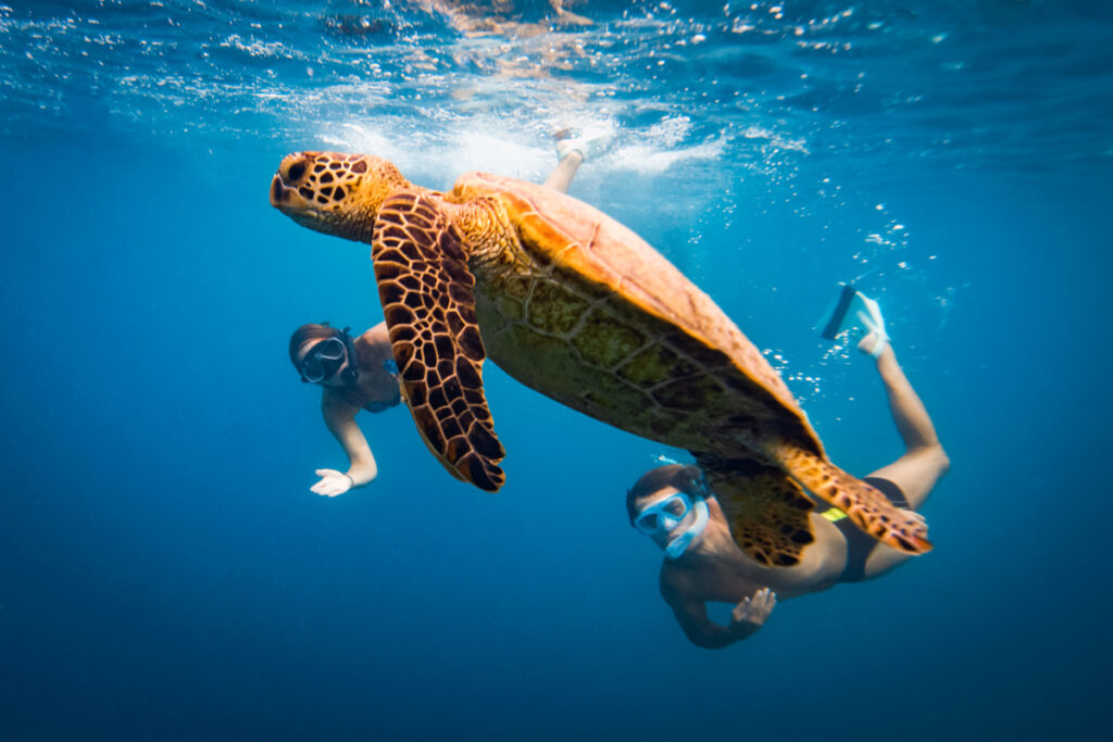 Swimming with Turtles Cook Islands - 10 reasons why you have to ...